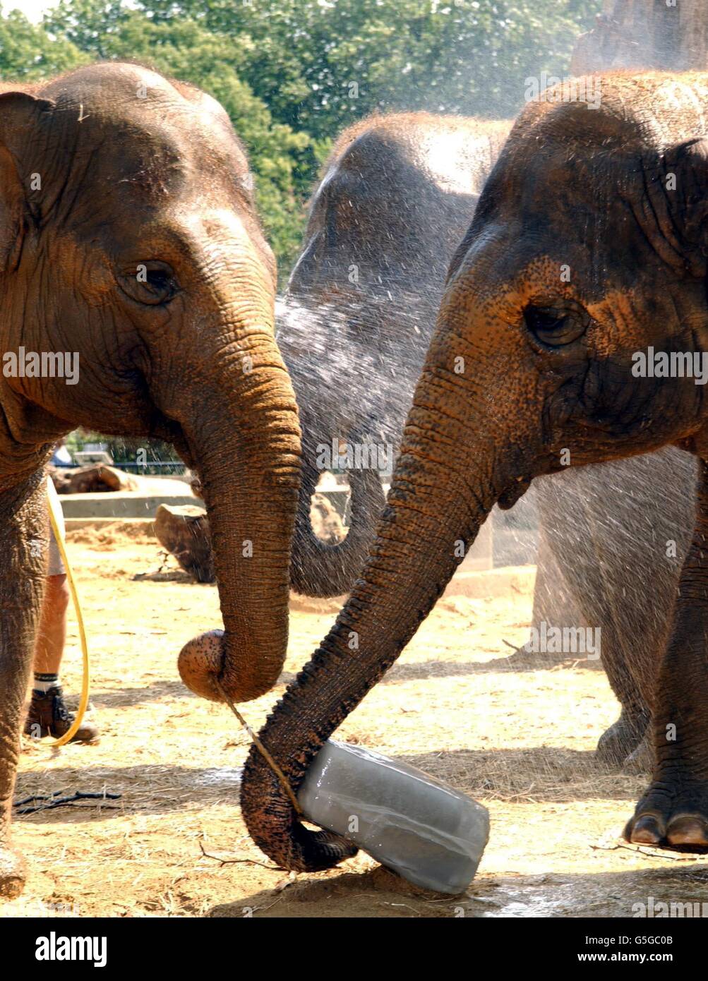 Jumbo sized hi-res stock photography and images - Alamy