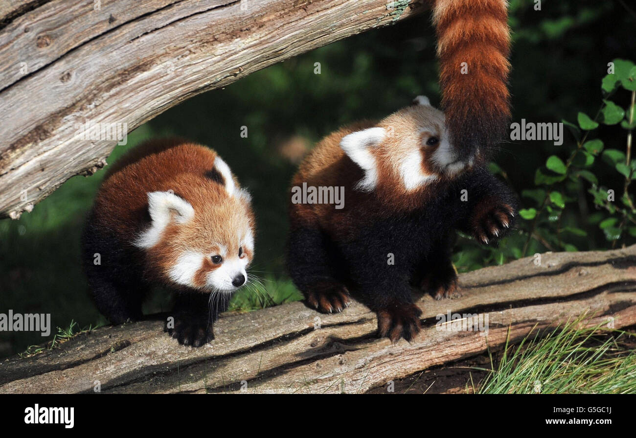 Baby Red Pandas Stock Photo - Alamy