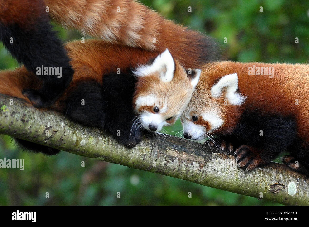 Baby Red Pandas Stock Photo - Alamy