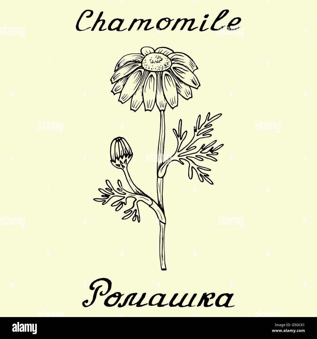 Chamomile. Drawing and hand-lettering. English and Russian texts. Eco ...