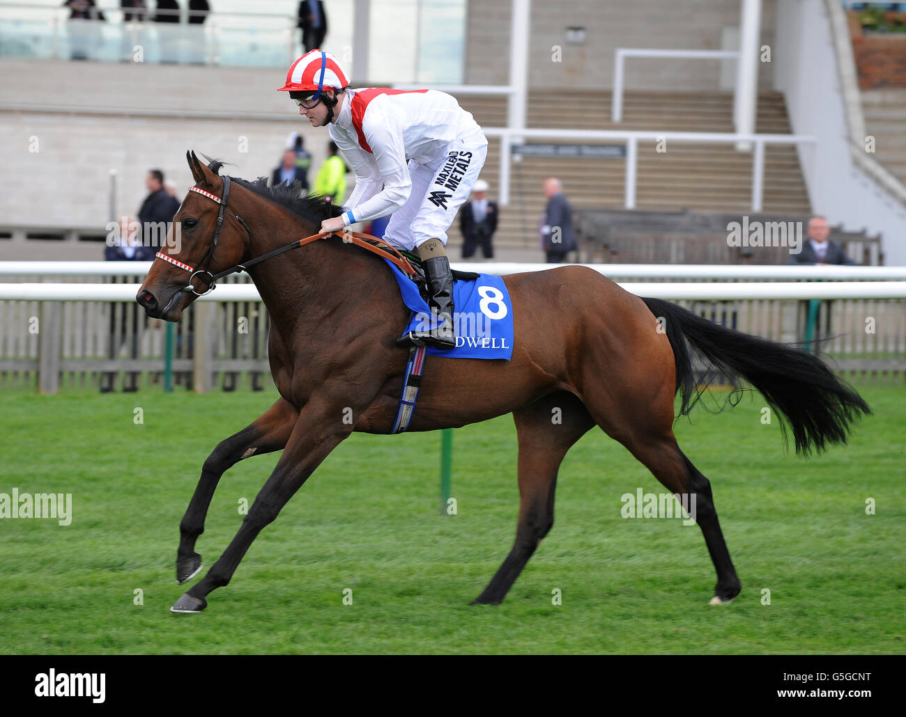Oh so sharp horse hi-res stock photography and images - Alamy
