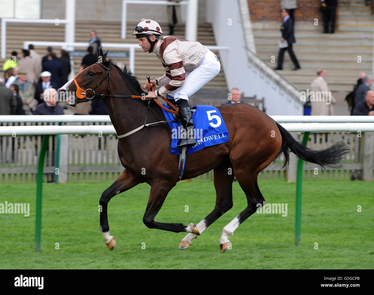 Oh so sharp horse hi-res stock photography and images - Alamy