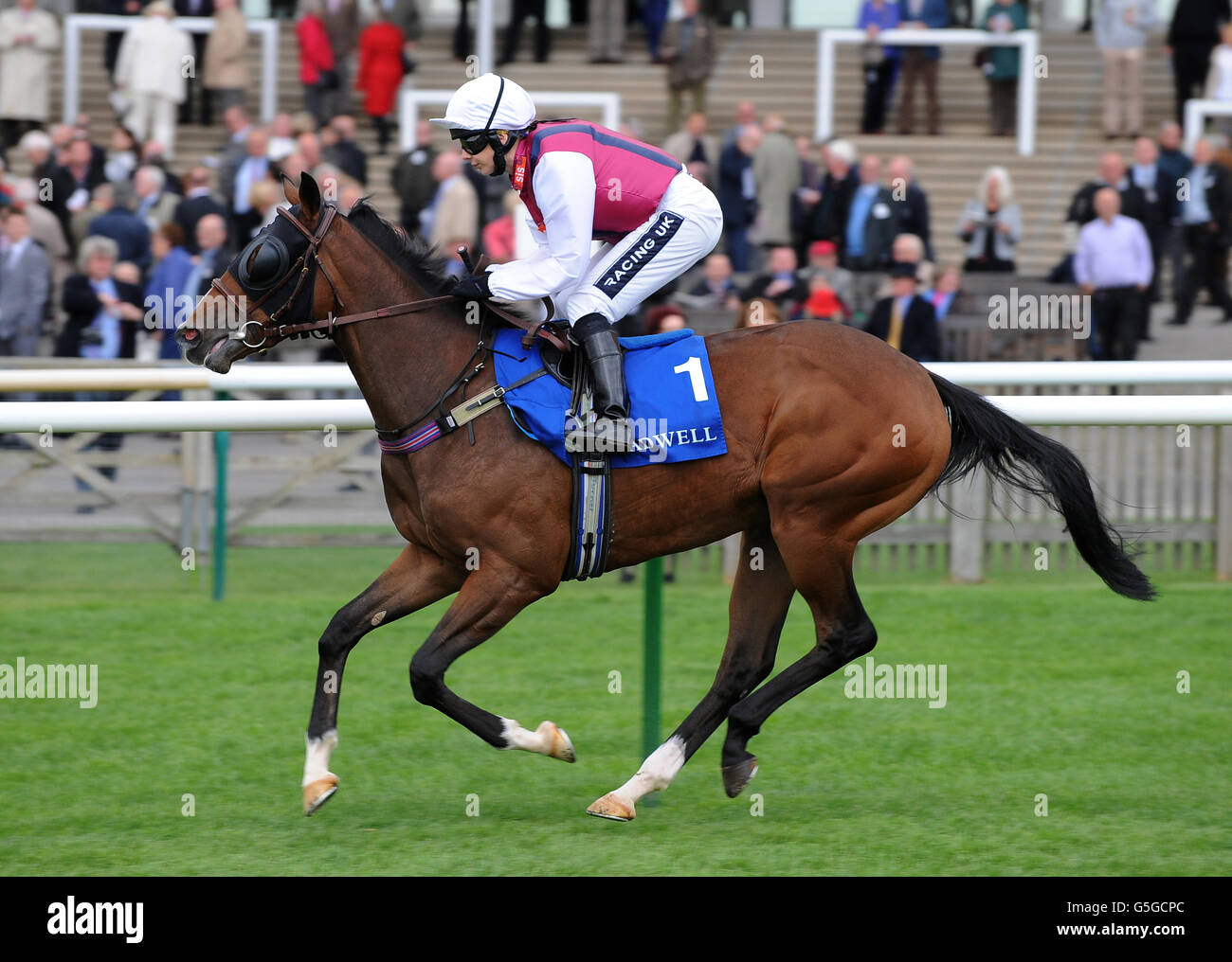 Oh so sharp horse hi-res stock photography and images - Alamy