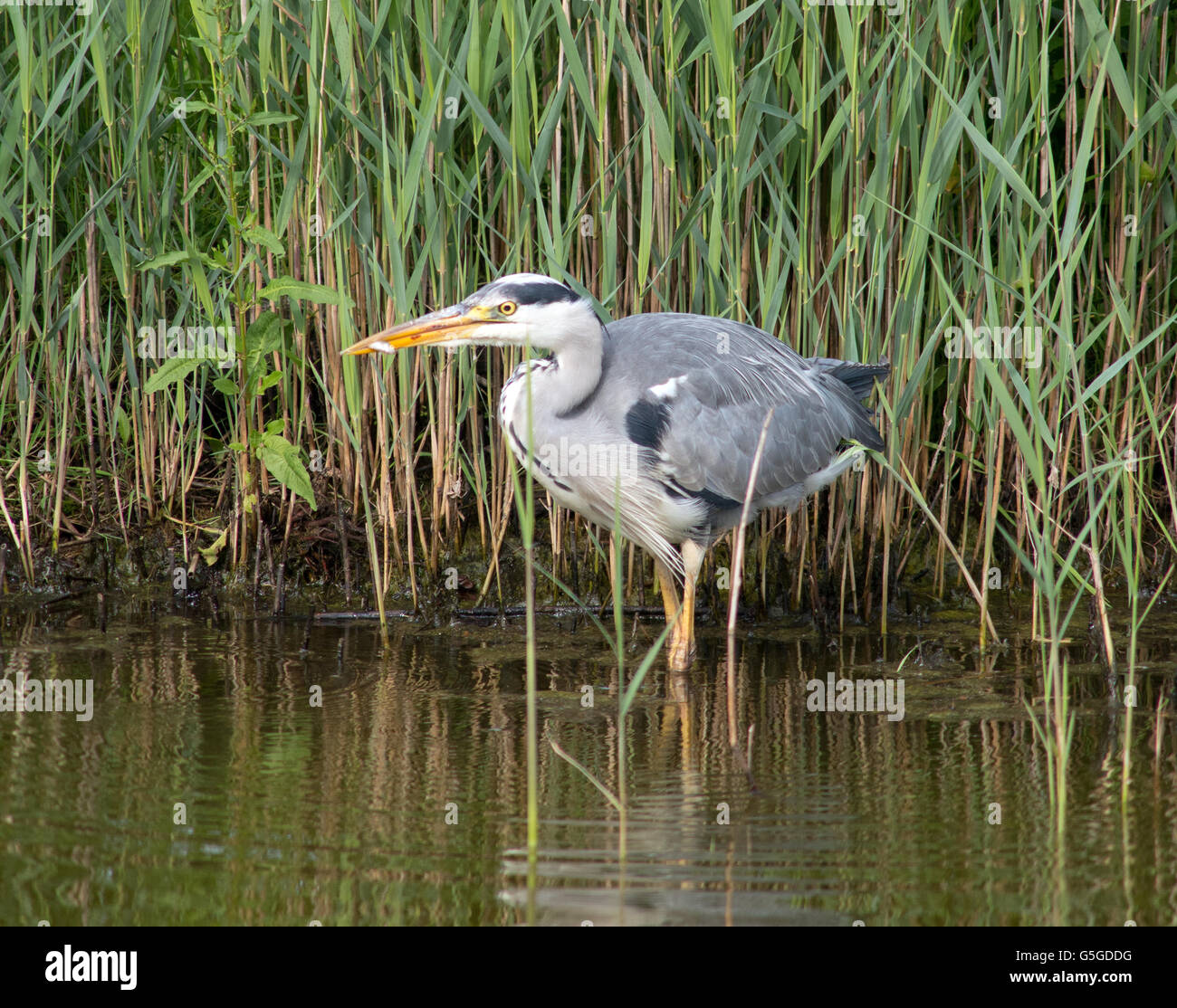 Catch balance hi-res stock photography and images - Alamy