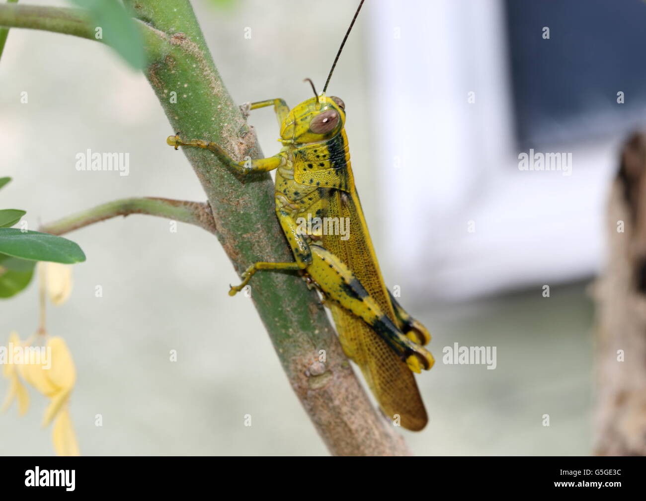 Carolina locust hi-res stock photography and images - Alamy