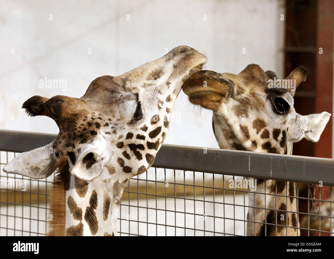 Super-tall trailer carries giraffes Stock Photo - Alamy