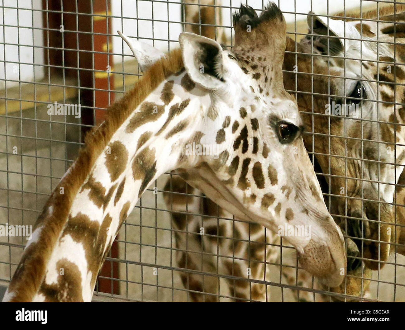 Super-tall trailer carries giraffes Stock Photo - Alamy