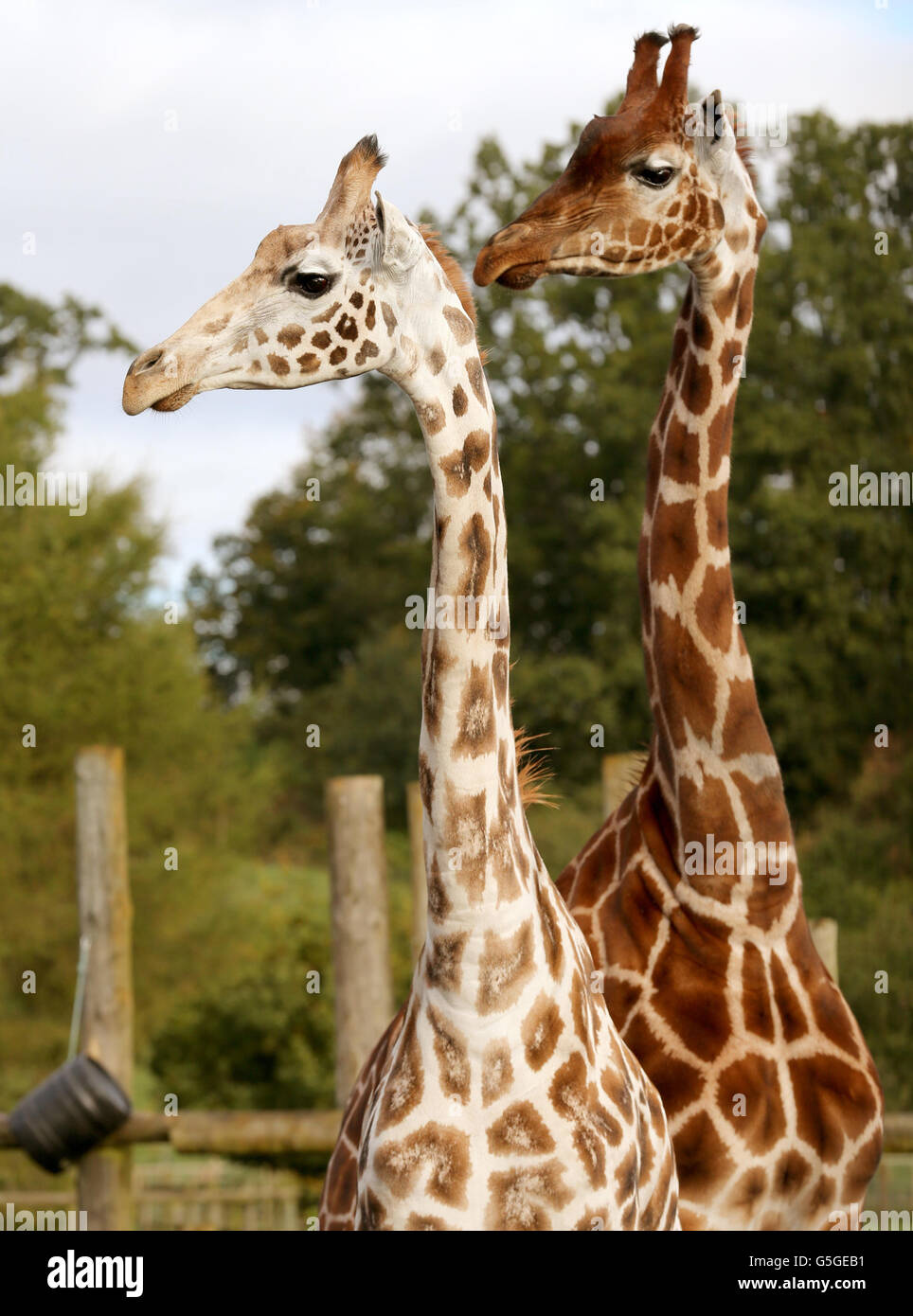 Super-tall trailer carries giraffes Stock Photo - Alamy