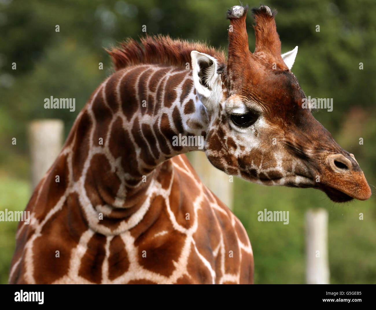 Super-tall trailer carries giraffes Stock Photo - Alamy
