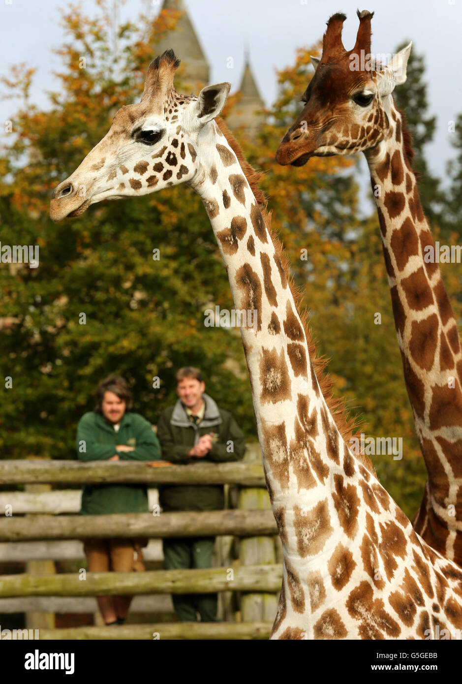 Super-tall trailer carries giraffes Stock Photo - Alamy