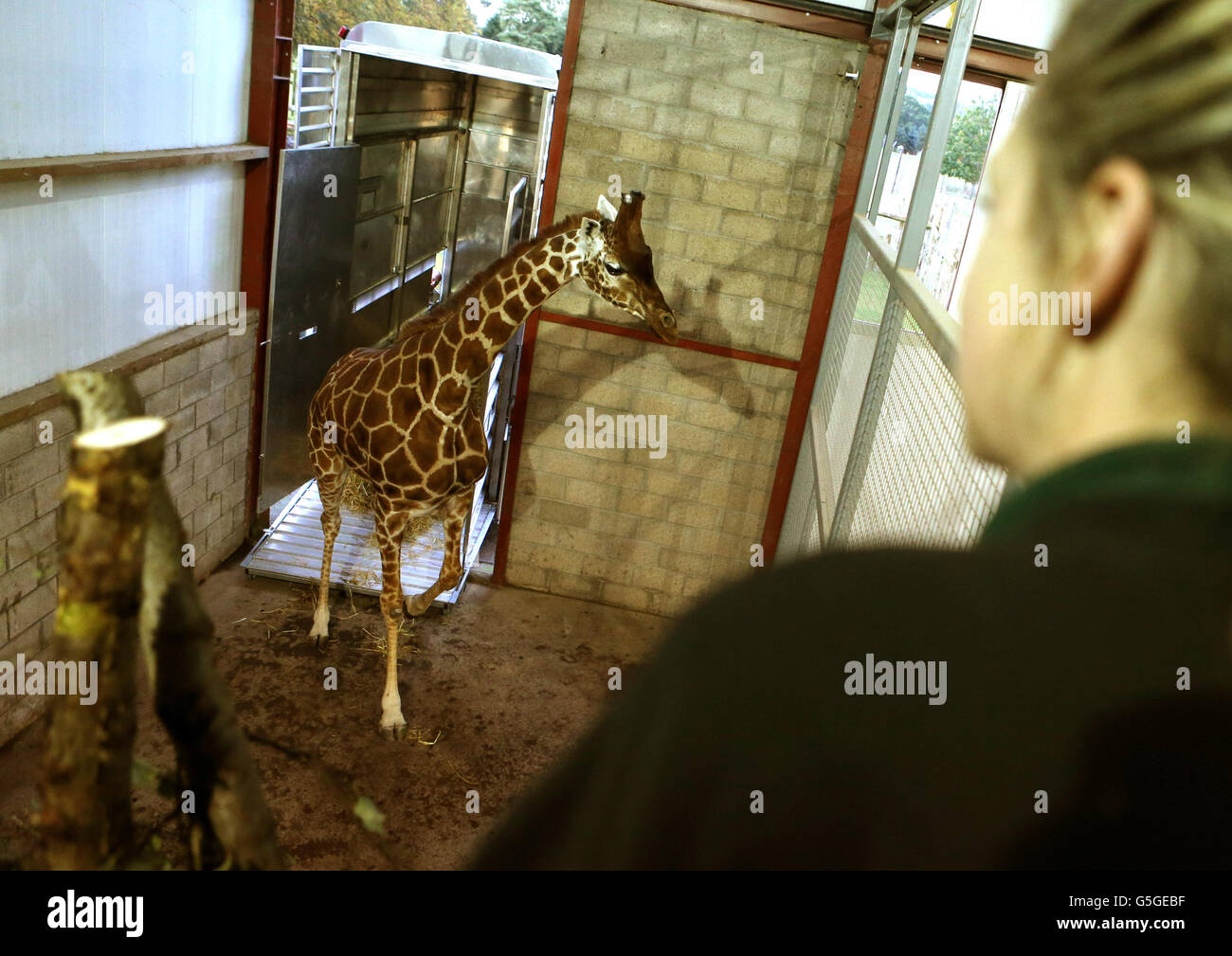 Super-tall trailer carries giraffes Stock Photo - Alamy