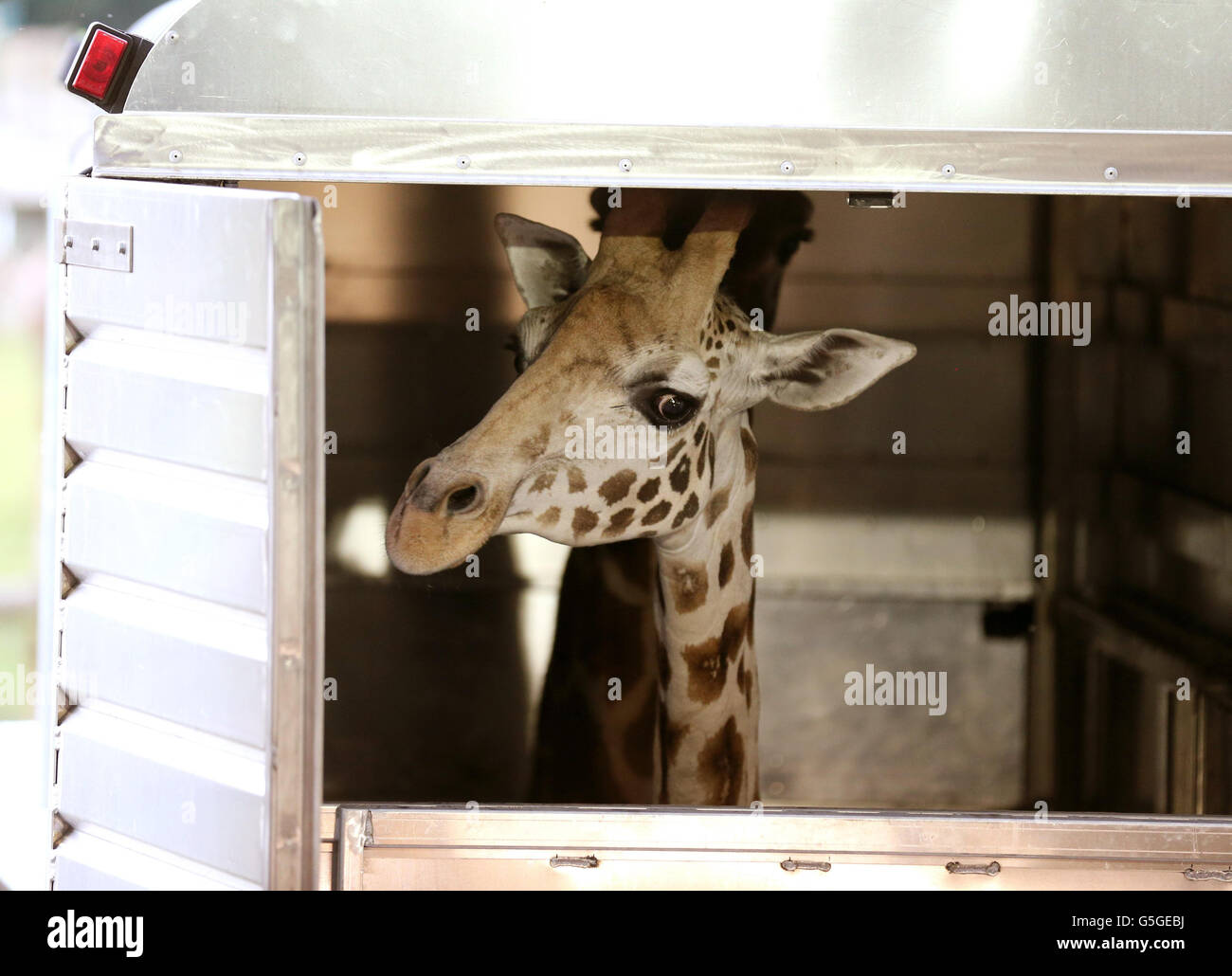 Super-tall trailer carries giraffes Stock Photo - Alamy