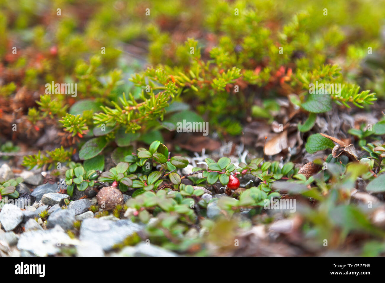 Bush of cranberries close-up in Chukotka, Russia Stock Photo - Alamy
