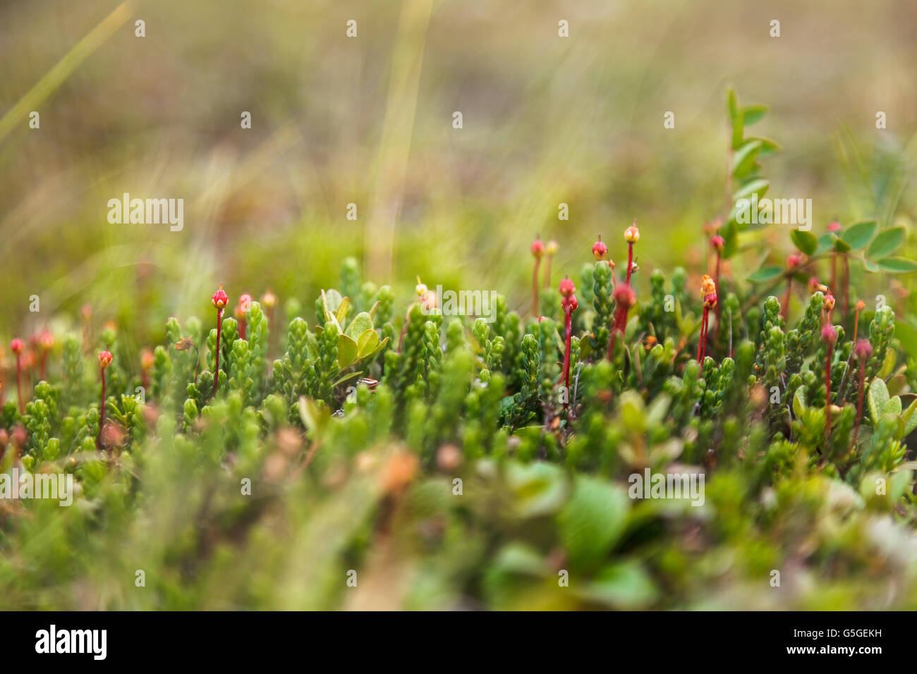 Seed sprouts hi-res stock photography and images - Alamy