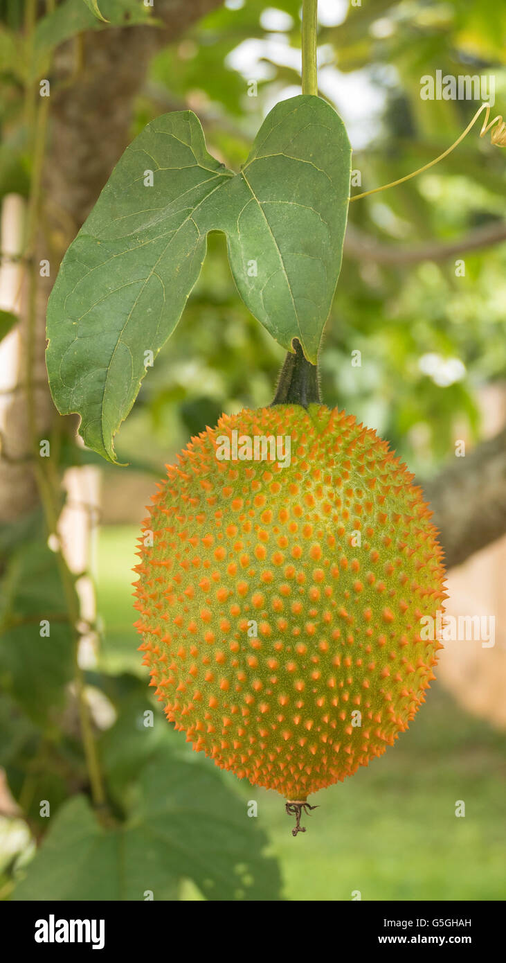 Momordica cochinchinensis hi-res stock photography and images - Alamy