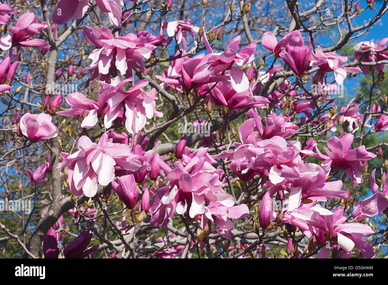 Galaxy hybrid magnolia Stock Photo - Alamy