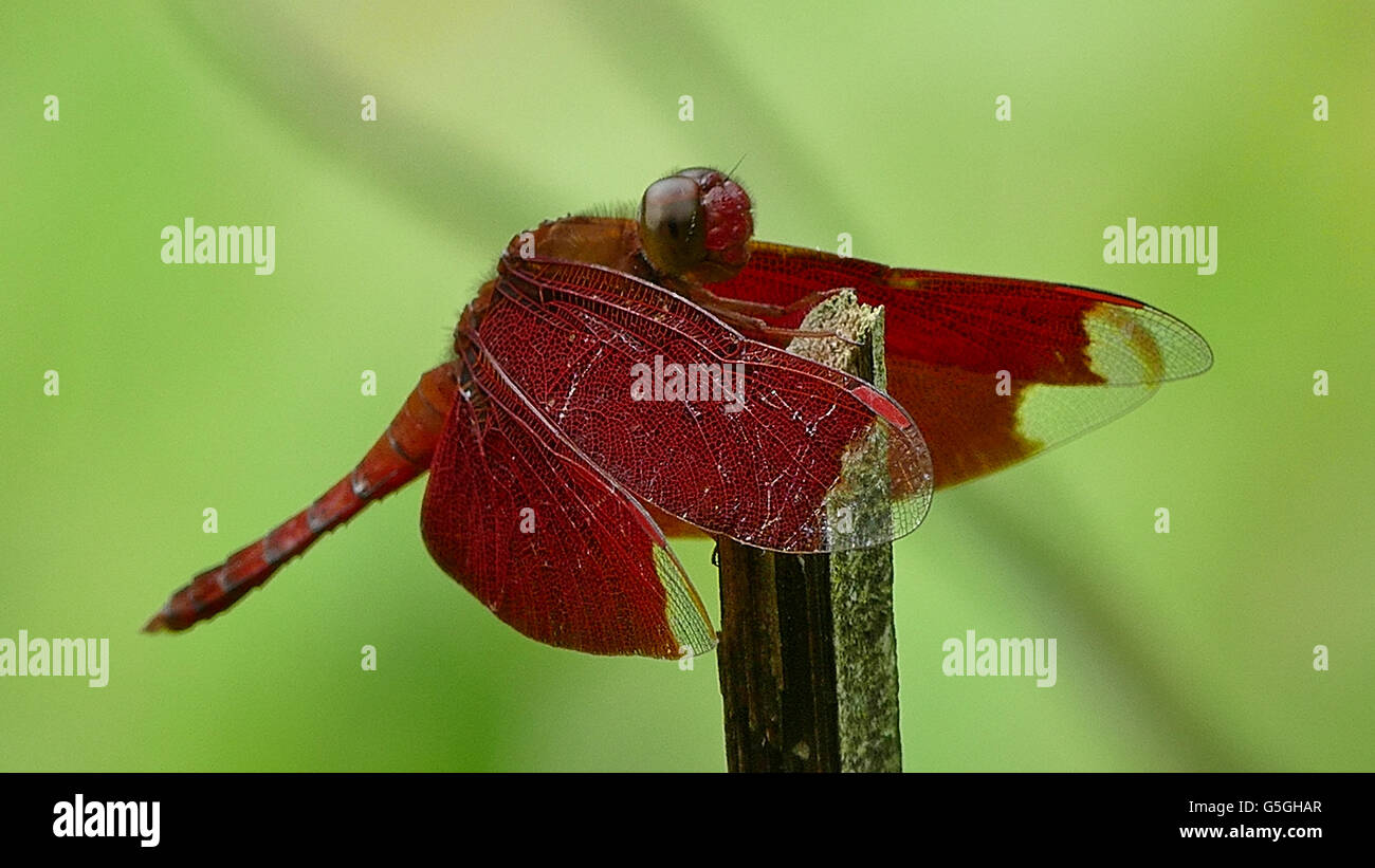 Red skimmer dragonfly hi-res stock photography and images - Alamy