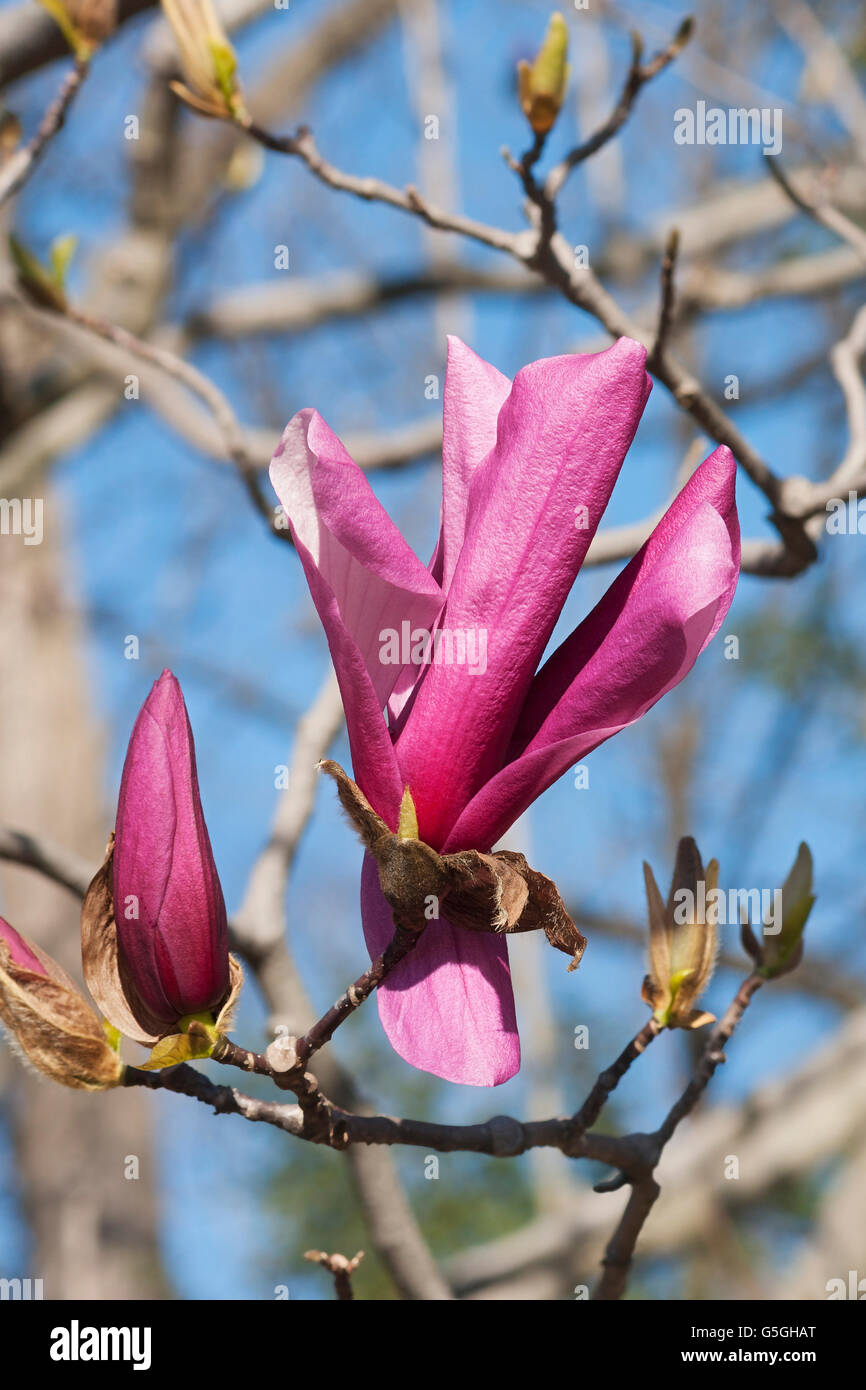 Magnolia Galaxy High Resolution Stock Photography and Images - Alamy