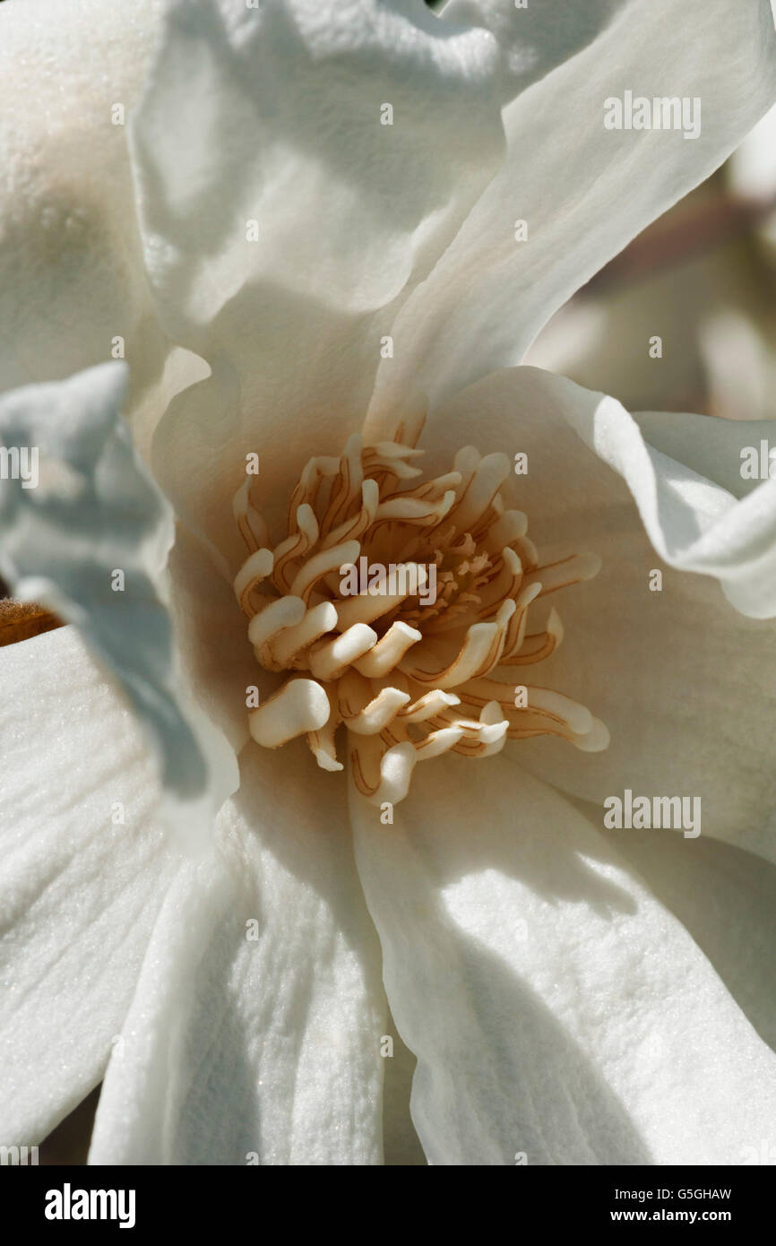 Spring snow hybrid magnolia flower Stock Photo - Alamy