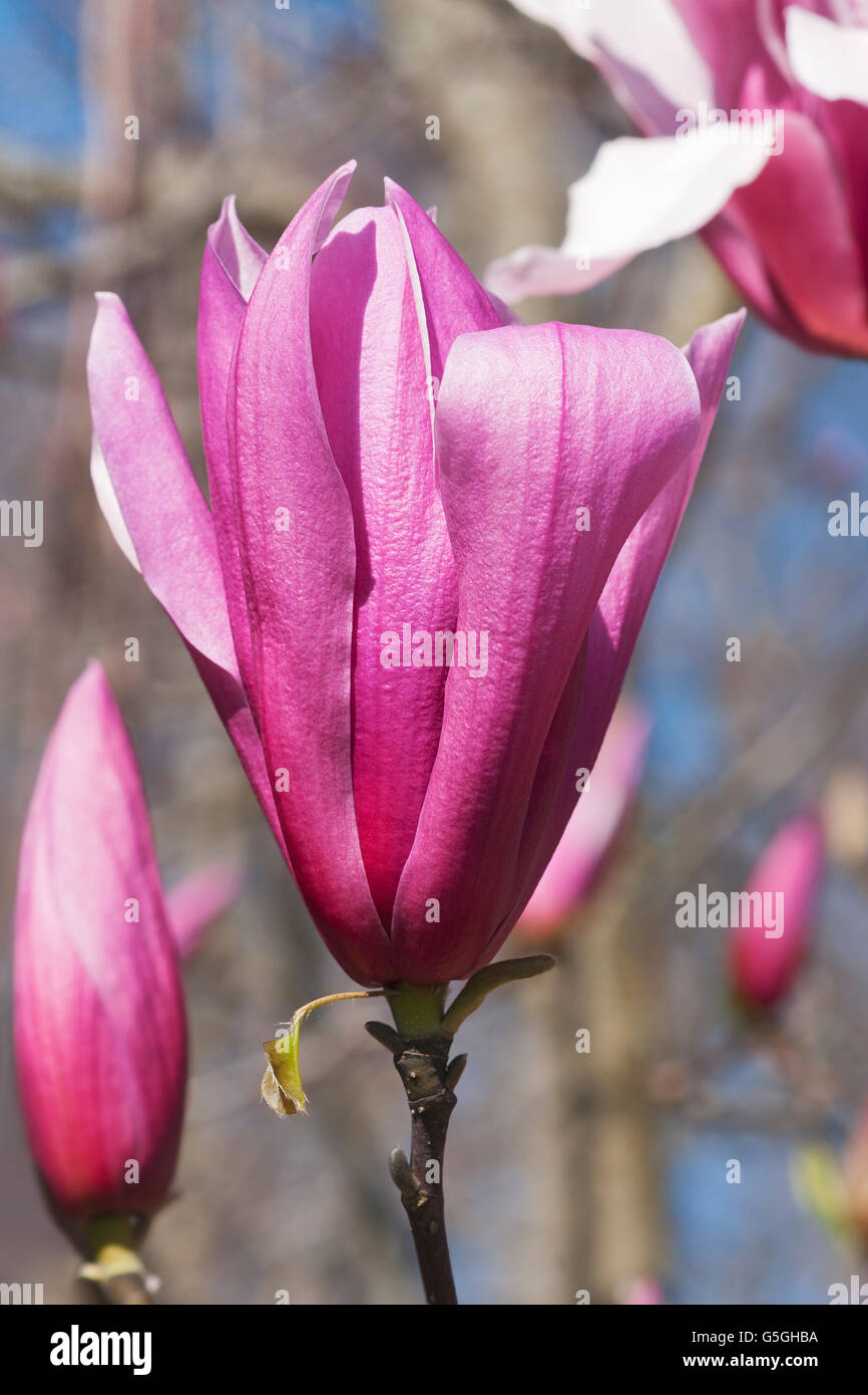 Spectrum hybrid magnolia Stock Photo - Alamy