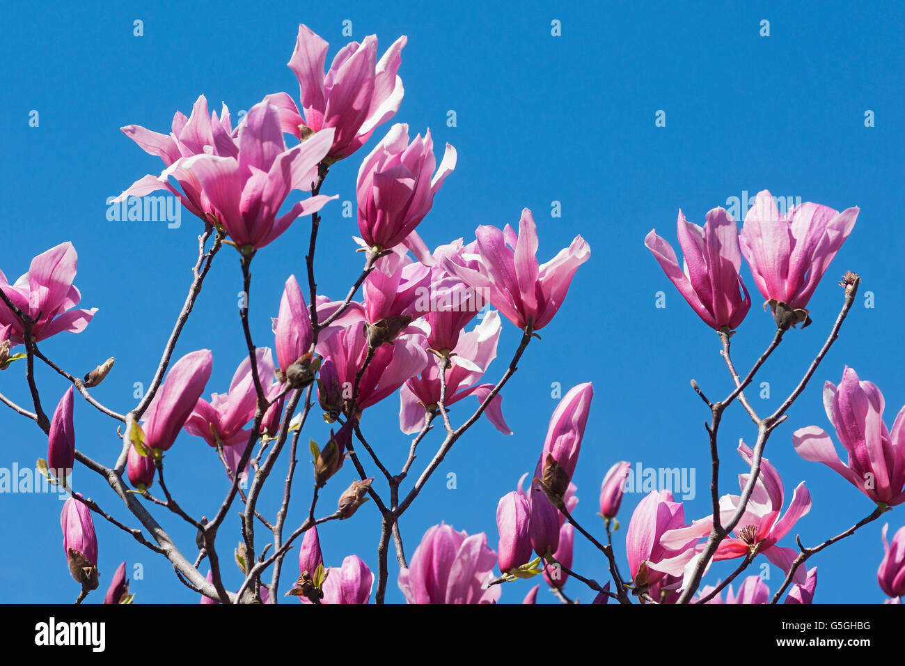 Spectrum hybrid magnolia Stock Photo - Alamy Spectrum hybrid magnolia Stock Photo - Alamy