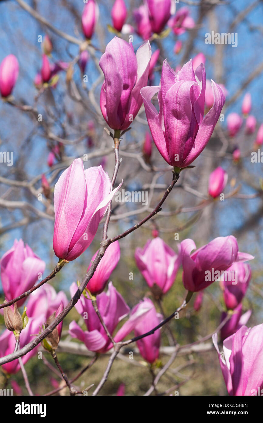Spectrum hybrid magnolia Stock Photo - Alamy