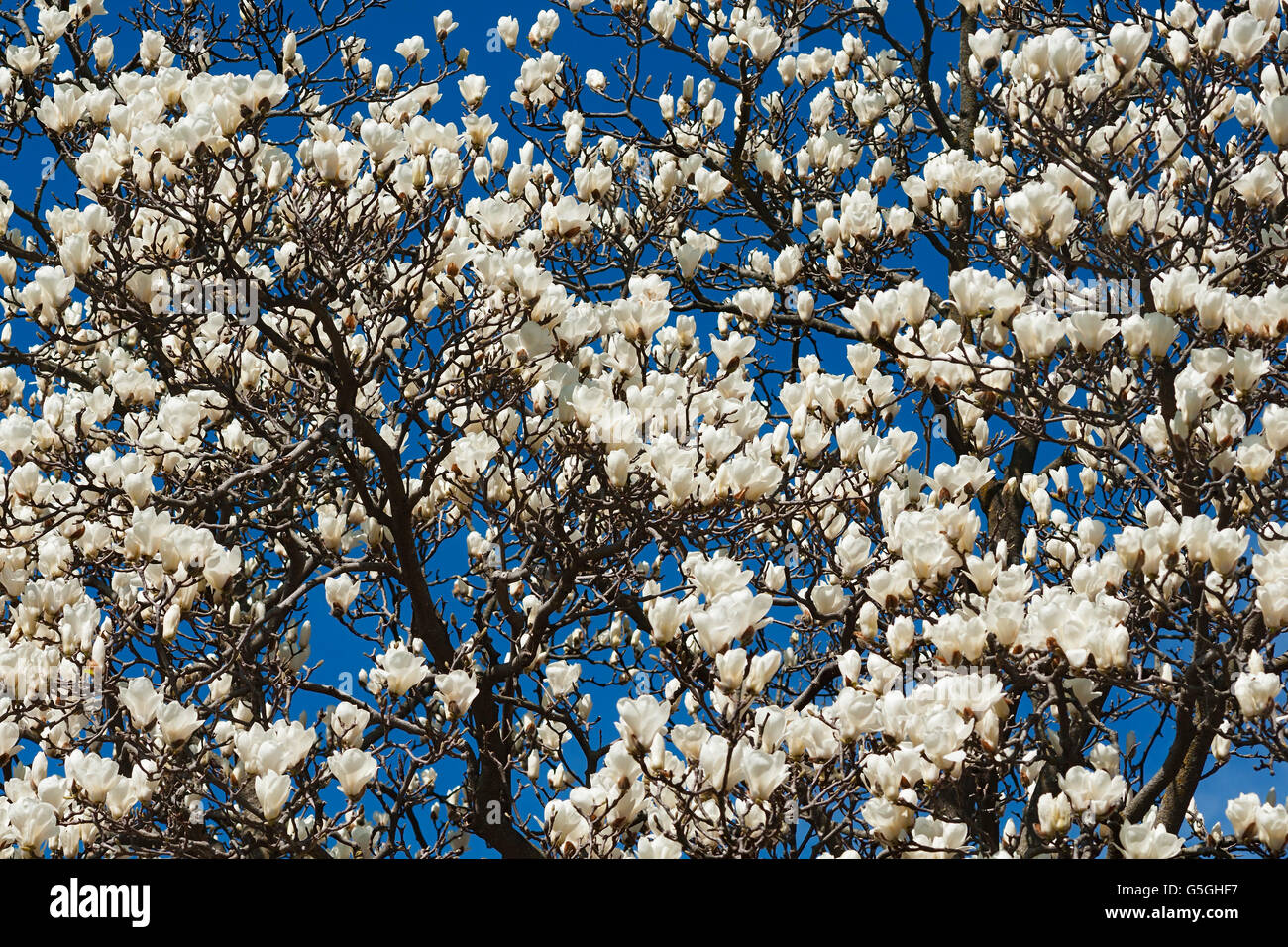 Yulania denudata hi-res stock photography and images - Alamy