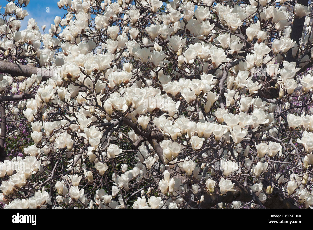 Lilytree magnolia denudata yulania denudata hi-res stock photography ...