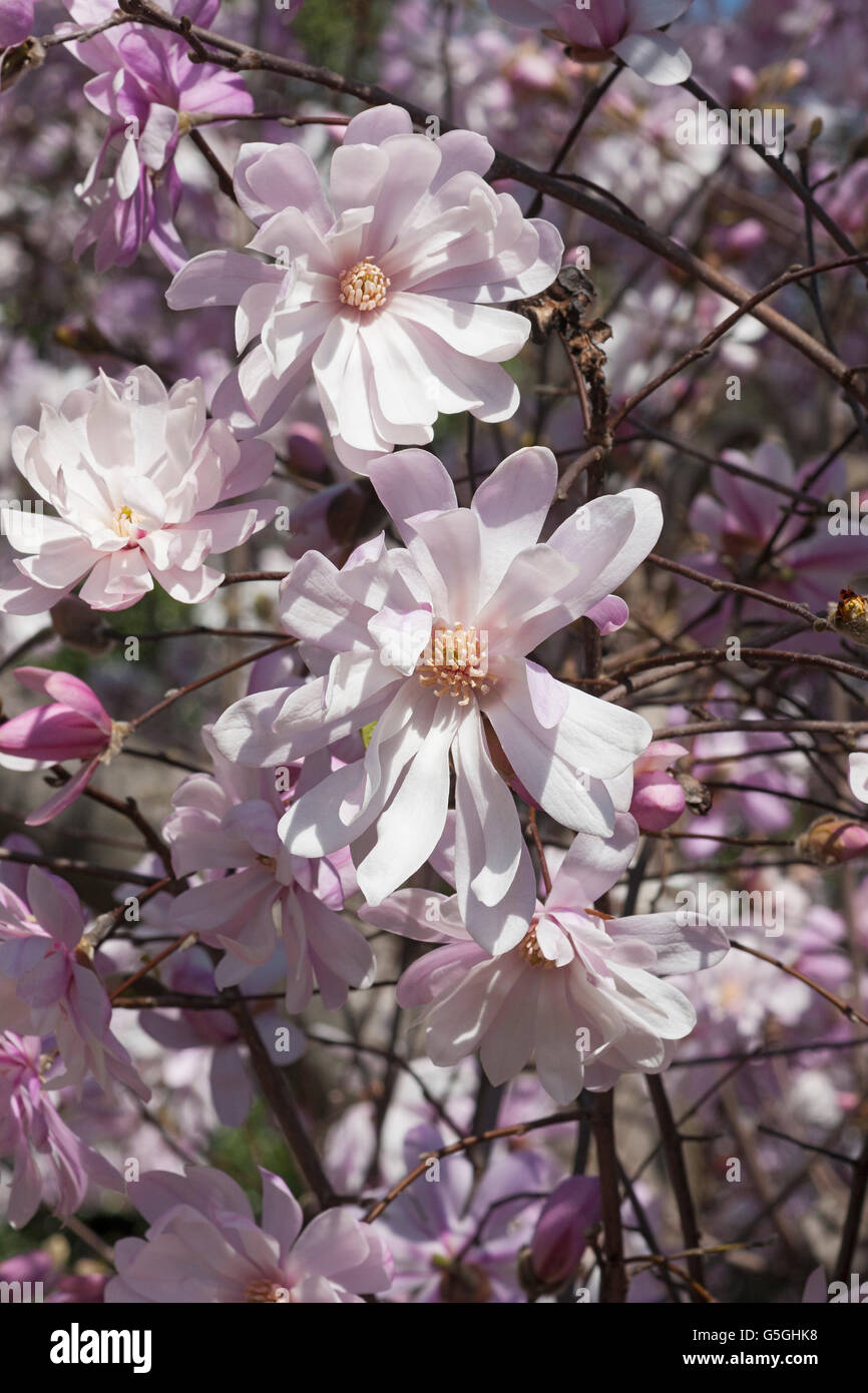 Pink Star Magnolia High Resolution Stock Photography and Images - Alamy