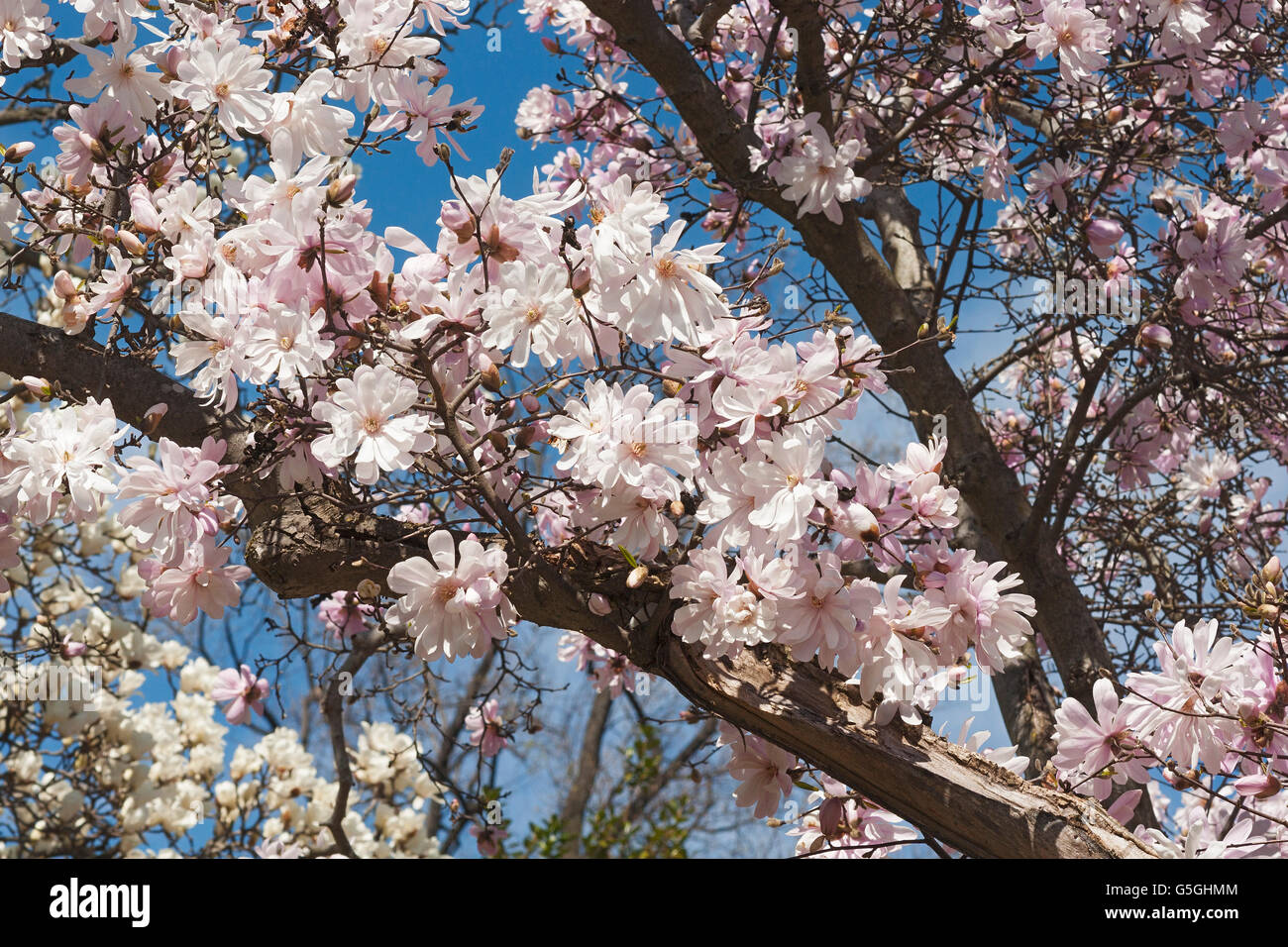 Magnolia stellata rosea hi-res stock photography and images - Alamy