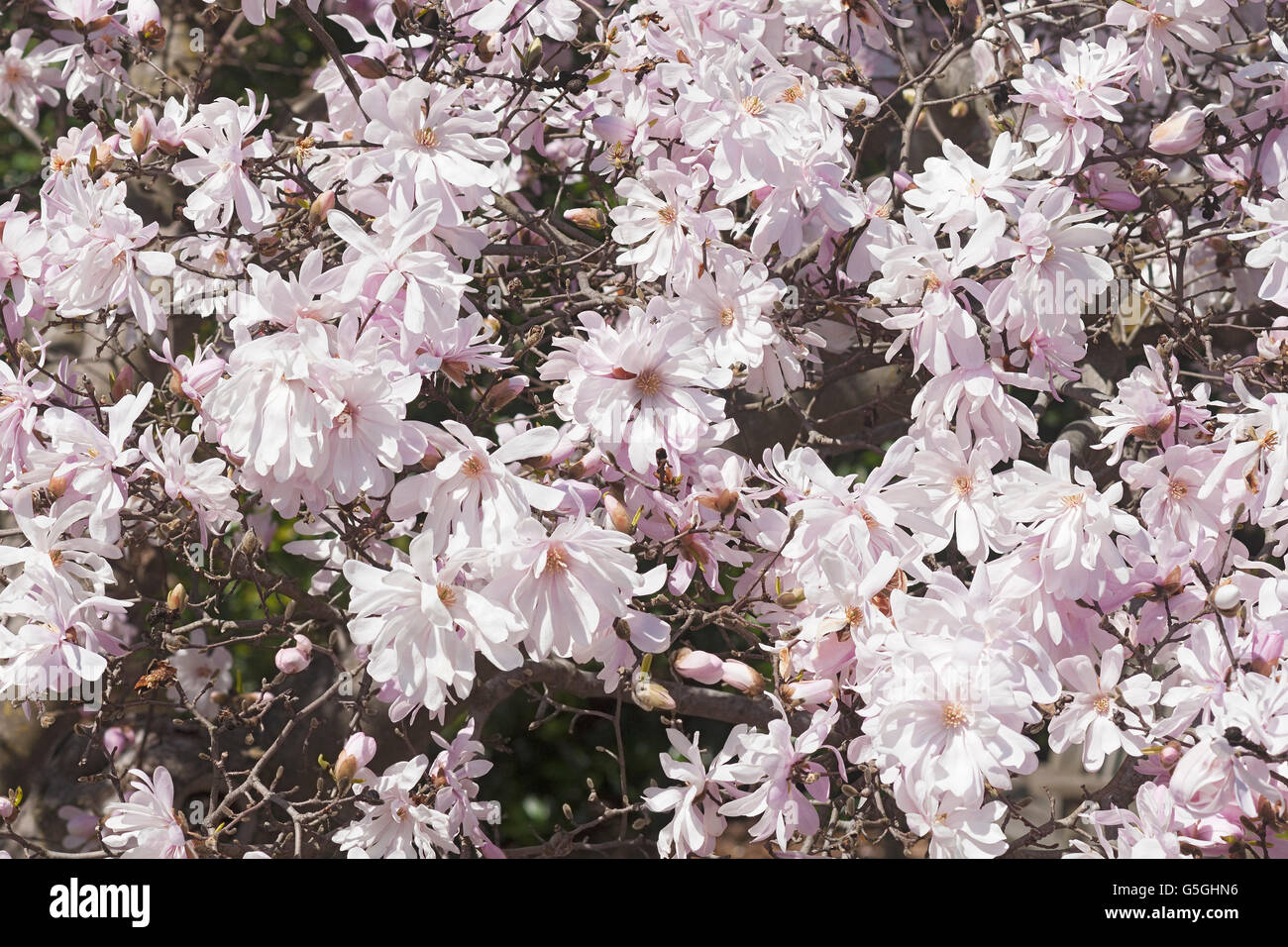 Pink star magnolia Stock Photo - Alamy