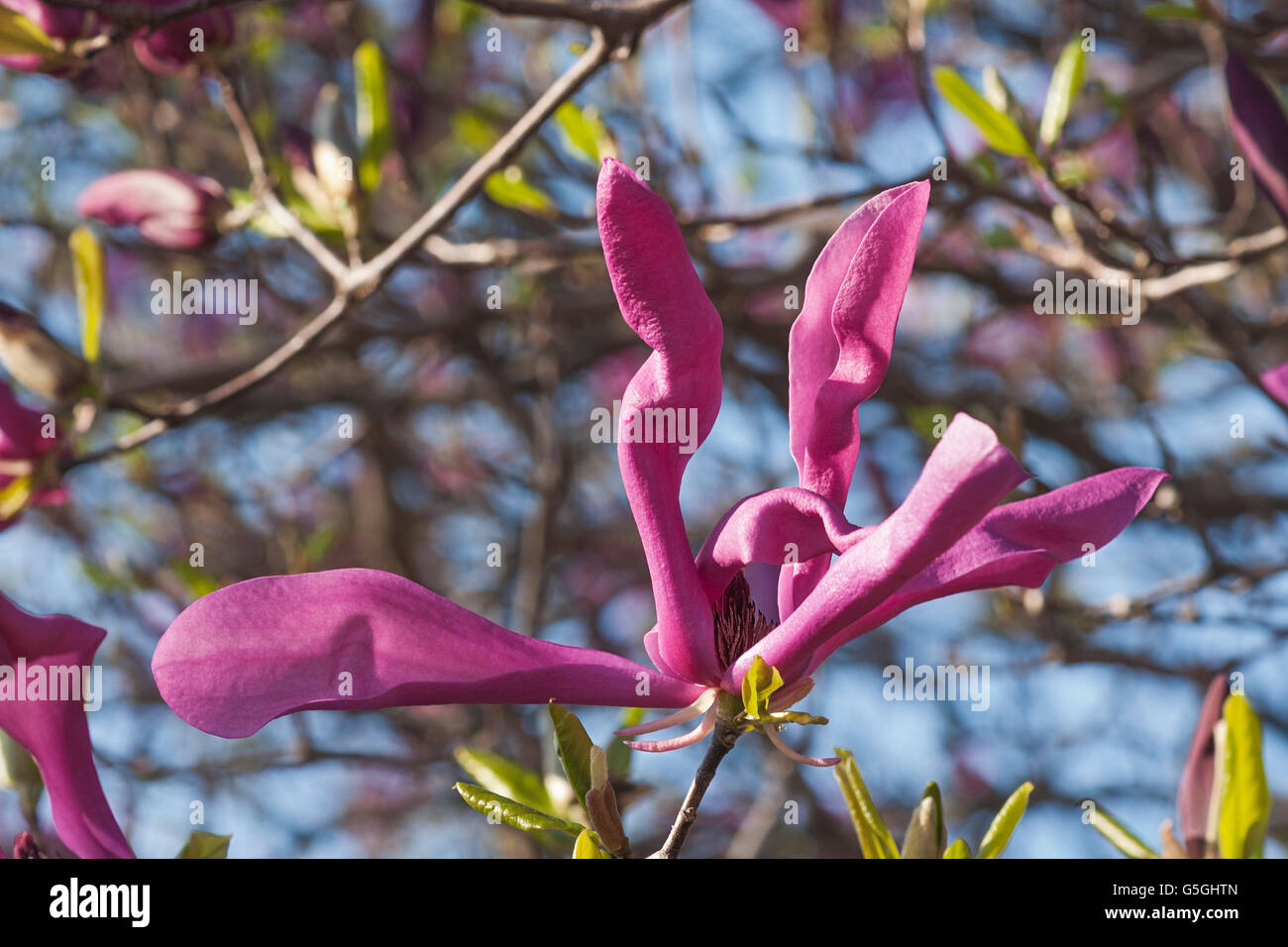 Girl hybrid magnolia Susan Stock Photo - Alamy