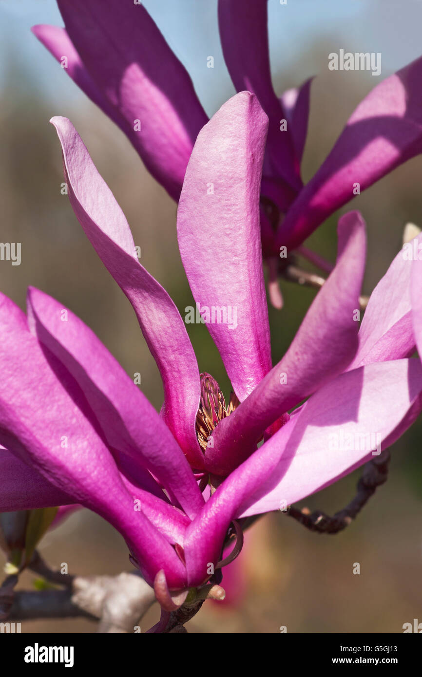 Ann flower hi-res stock photography and images - Alamy