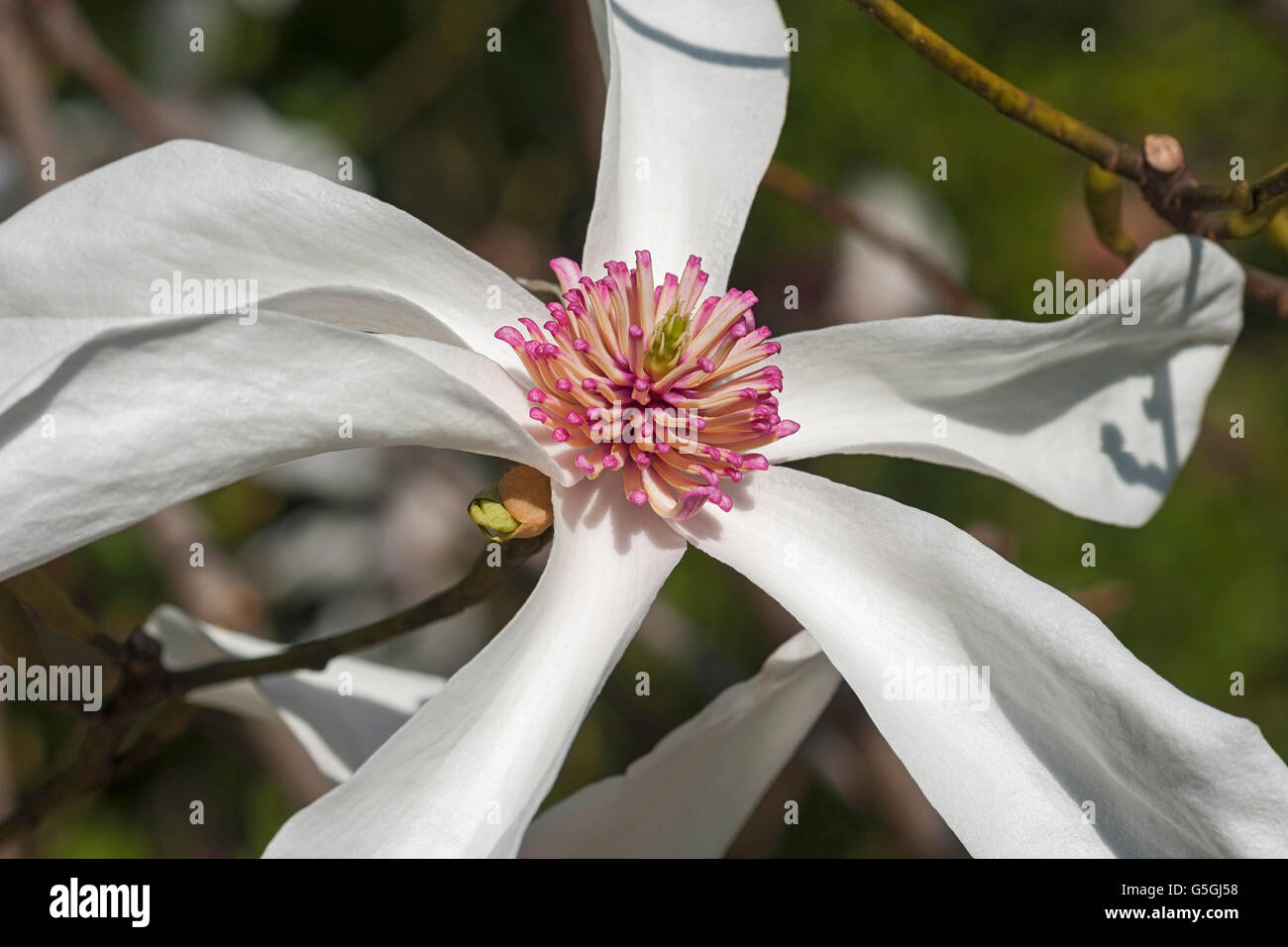 Salicifolia Magnolia Stock Photos & Salicifolia Magnolia Stock Images ...