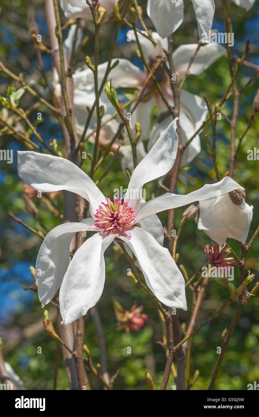 Lufer hi-res stock photography and images - Alamy