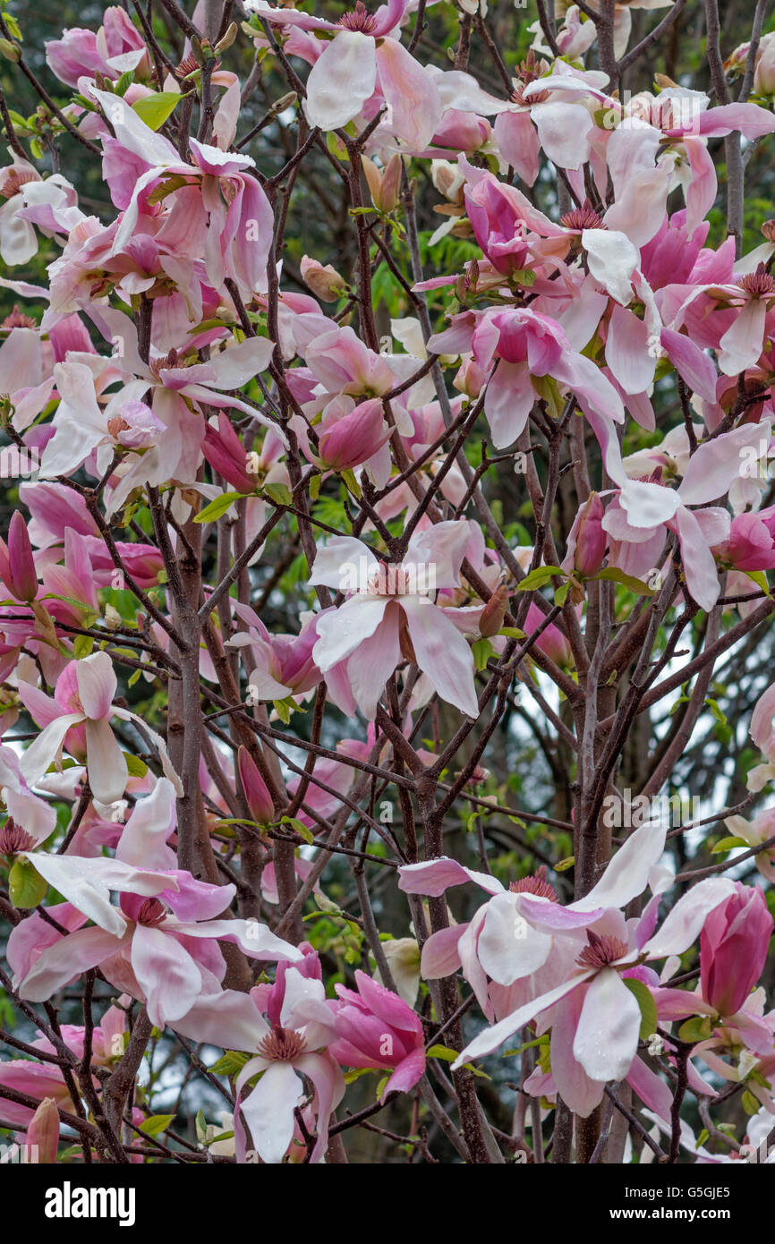 Magnolia magnolia brooklynensis hi-res stock photography and images - Alamy