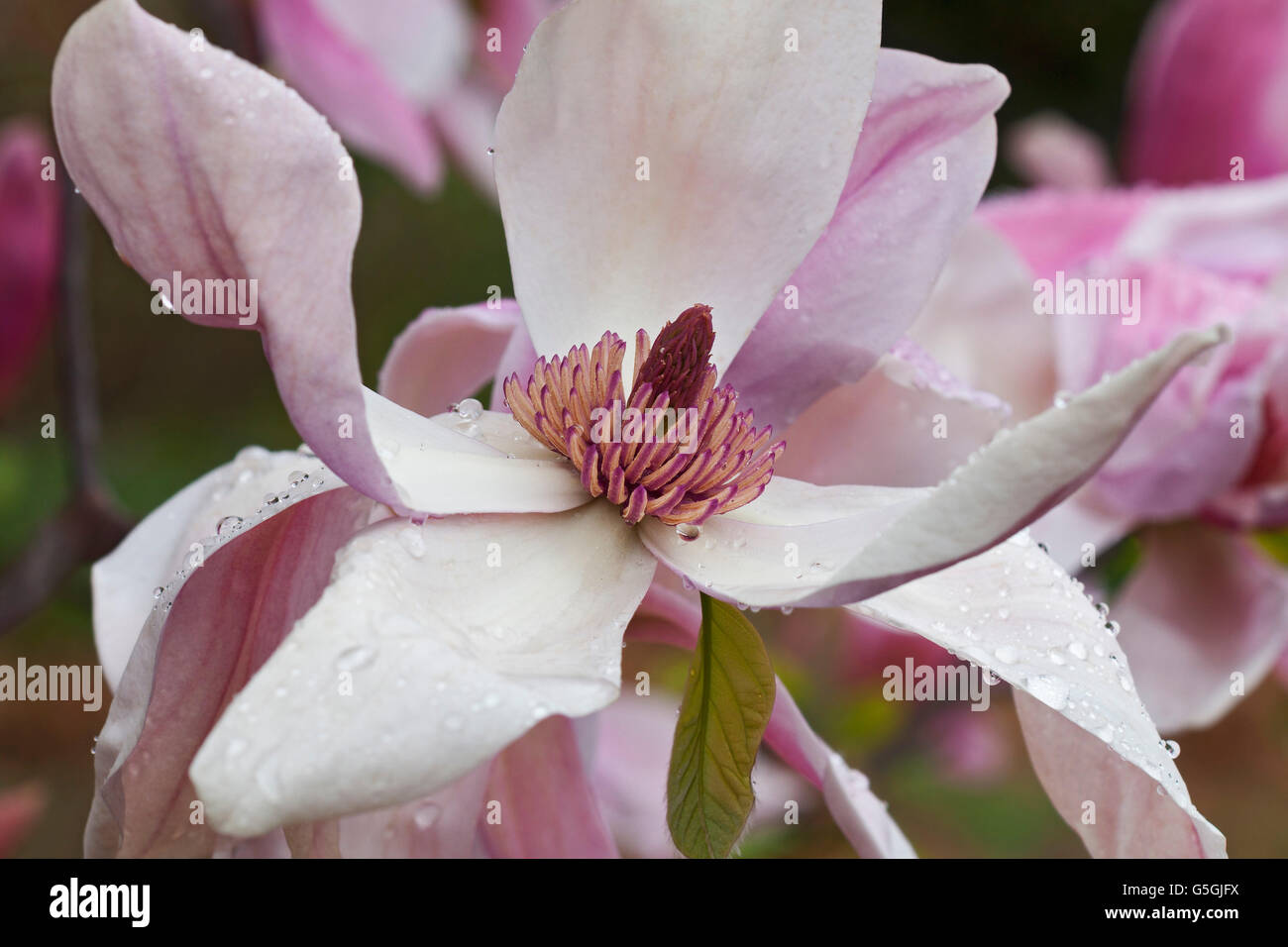 Magnolia daybreak hi-res stock photography and images - Alamy