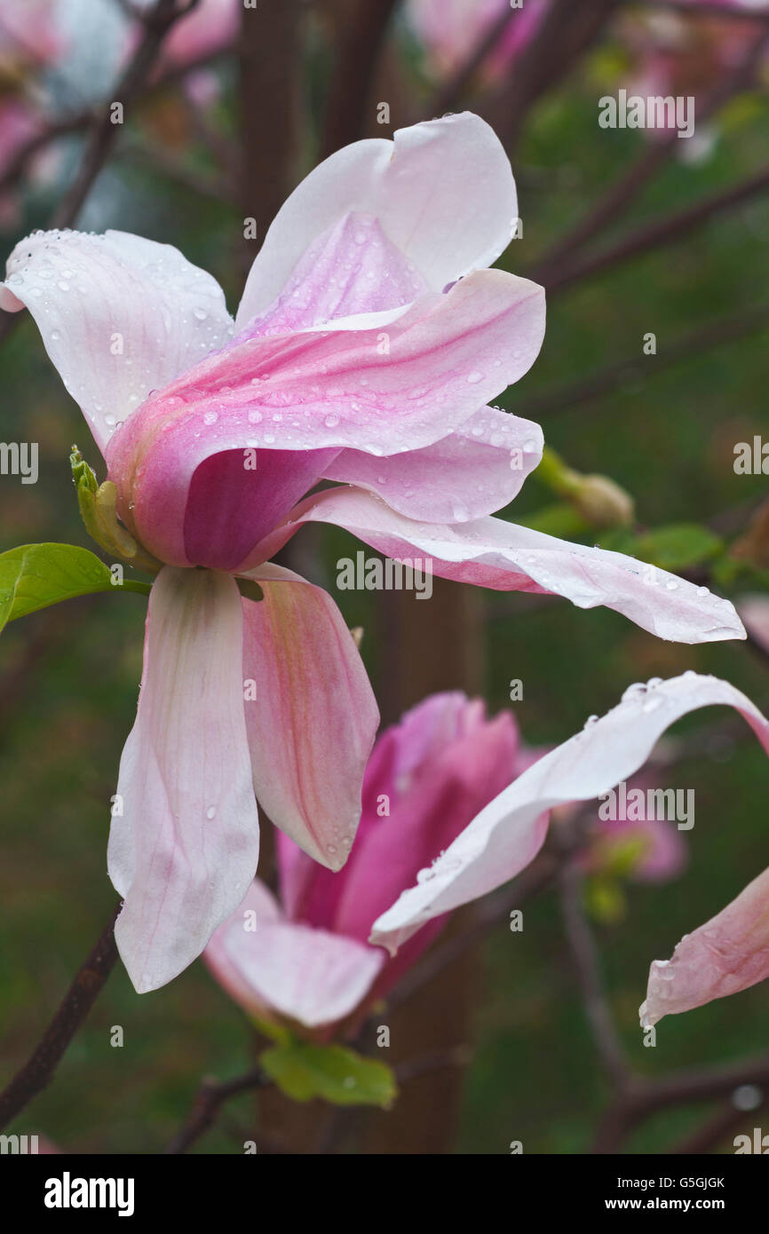 Magnolia daybreak hi-res stock photography and images - Alamy
