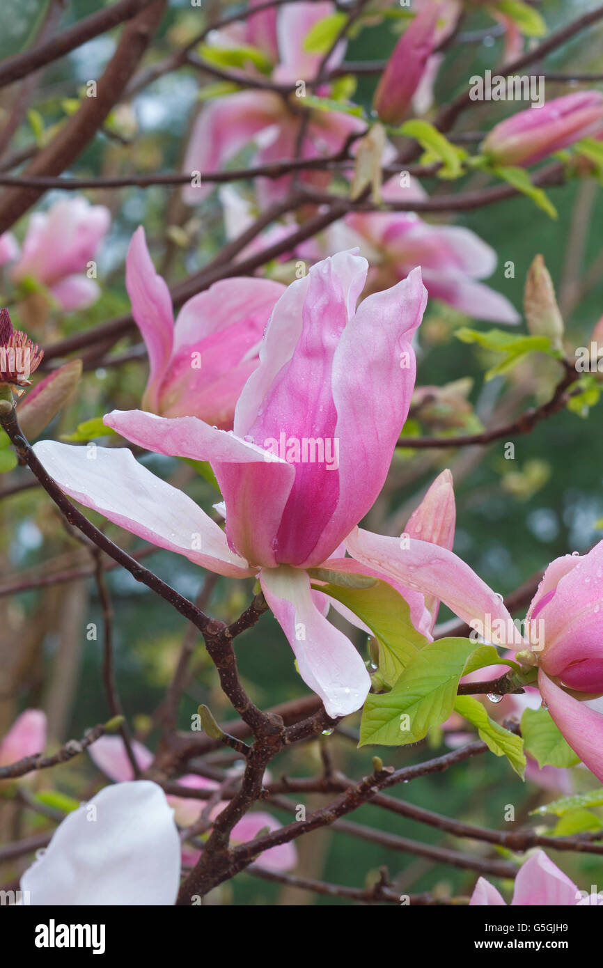 Magnolia daybreak hi-res stock photography and images - Alamy