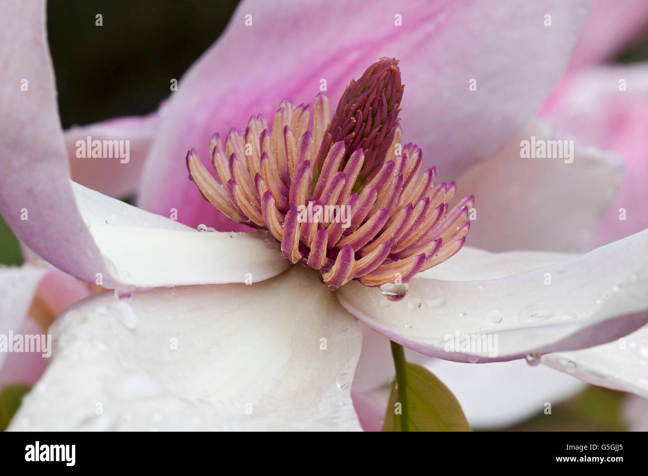 Daybreak magnolia flower Stock Photo - Alamy