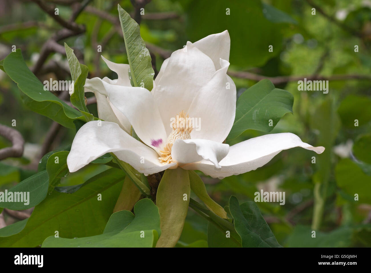 Ashe magnolia hi-res stock photography and images - Alamy