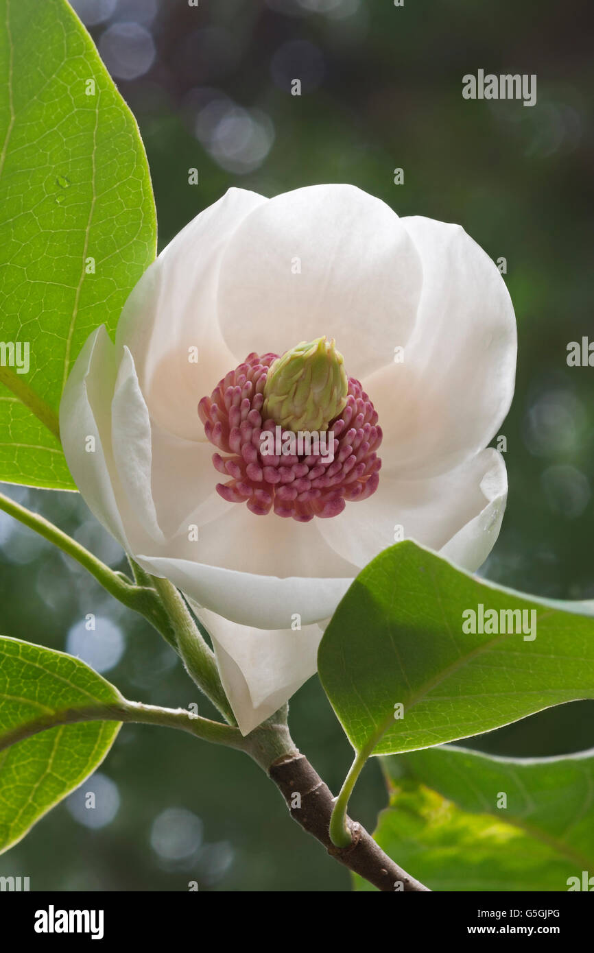 Colossus Oyama magnolia flower Stock Photo - Alamy
