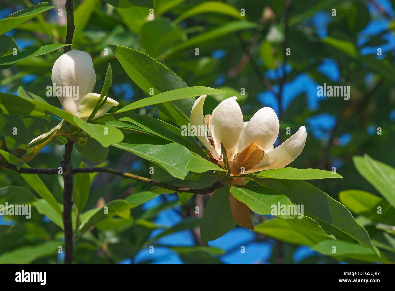 Sweetbay magnolia tree hi-res stock photography and images - Alamy
