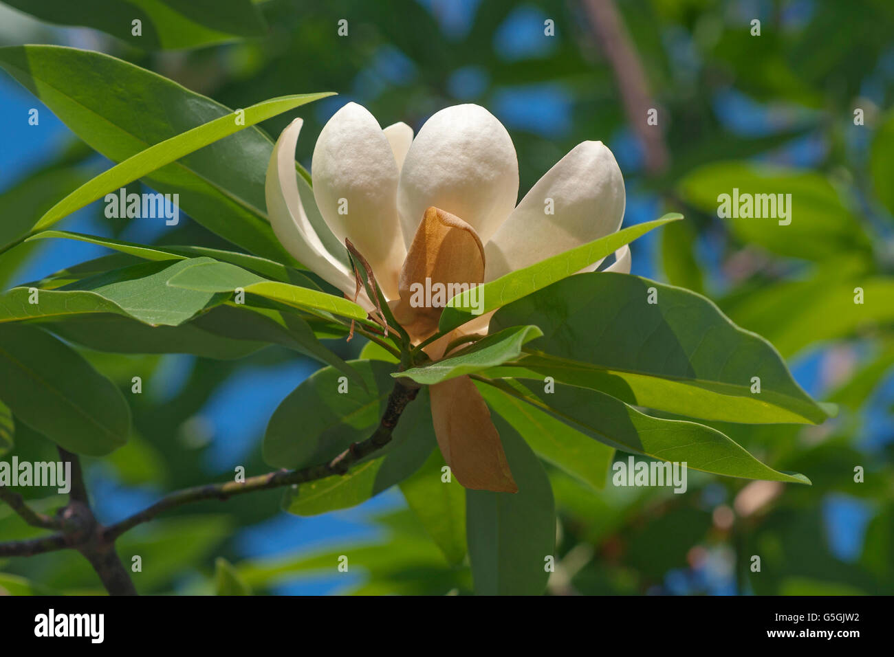 Sweetbay magnolia tree hi-res stock photography and images - Alamy