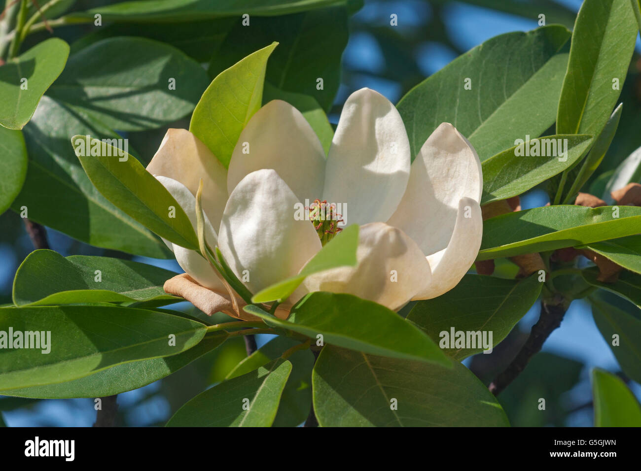 Sweetbay magnolia flower Stock Photo - Alamy