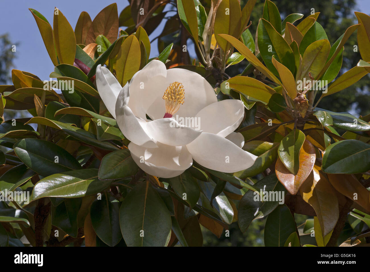 Magnolia grandiflora exmouth hi-res stock photography and images - Alamy