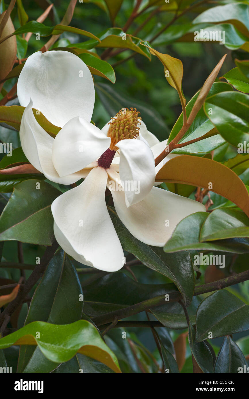 Southern magnolia hi-res stock photography and images - Alamy