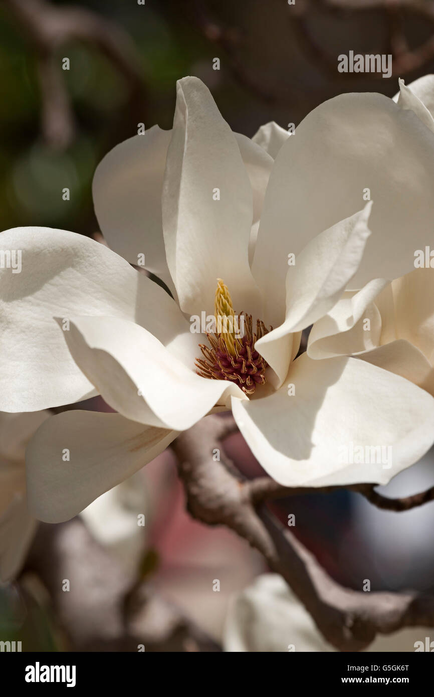 Yulan magnolia flower Stock Photo - Alamy