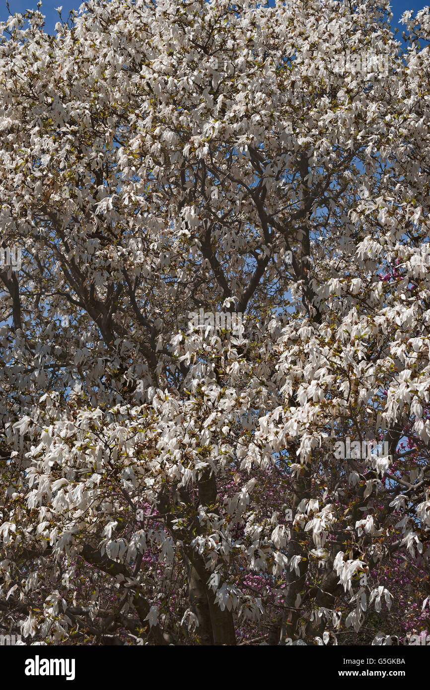 Magnolia magnolia wadas memory hi-res stock photography and images - Alamy