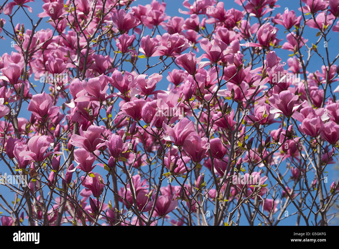 Galaxy hybrid magnolia Stock Photo - Alamy